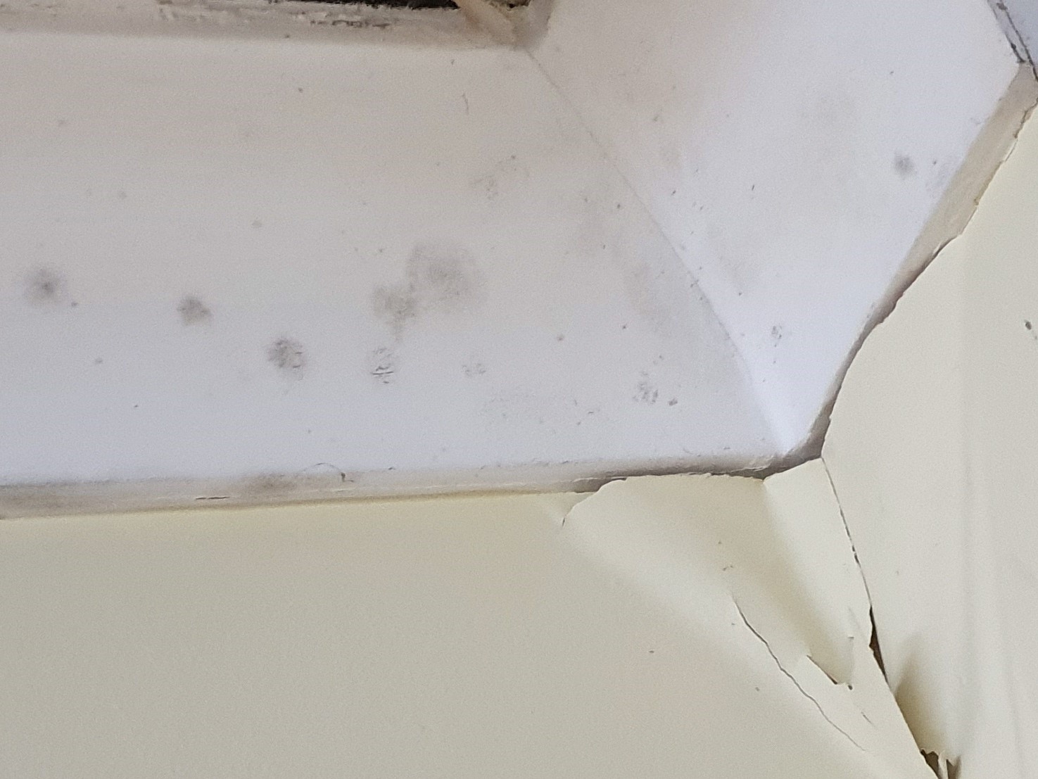 How can I prevent mould formation? - FloodMaster